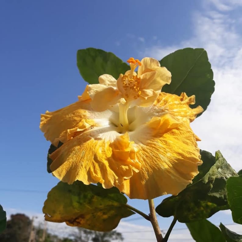 15+ Seeds| "hibiscus “harvest Moon” Seeds - Bush & Shrub Seeds - Fast ...
