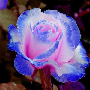 Blue Rose Seeds: Rare Exotic Perennial Flowers (15+ Seeds) - Etsy