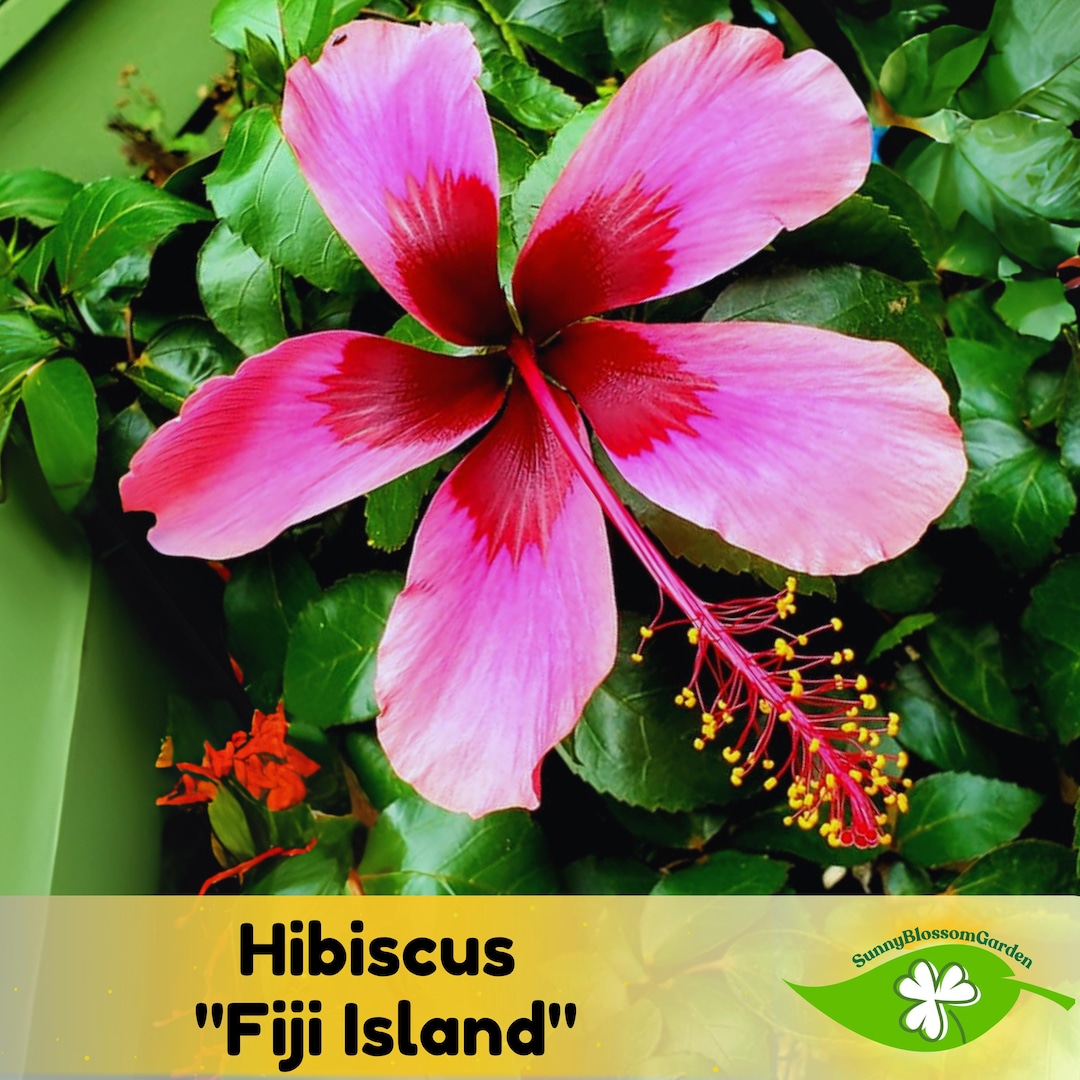 Fiji Island Hibiscus Seeds: Fast Growing Bush & Shrub (15+ Seeds) - Etsy