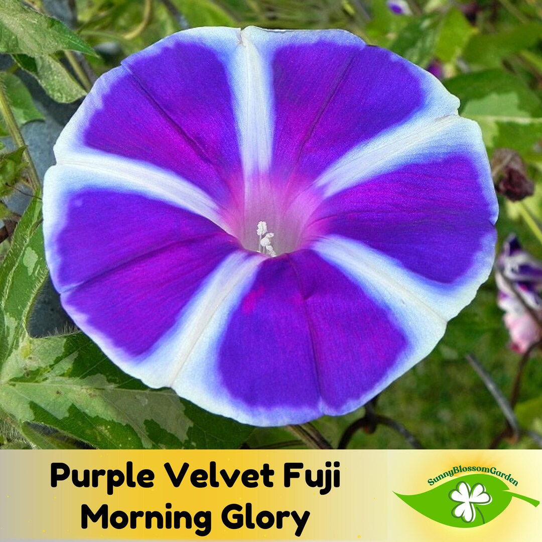15+ Seeds| Purple Velvet Fuji Morning Glory Seeds - Vine Seeds - Fast ...