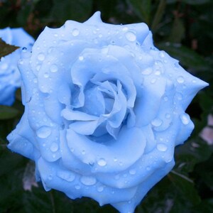 Light Blue Rose Seeds: Rare Perennial Flower Garden - Etsy