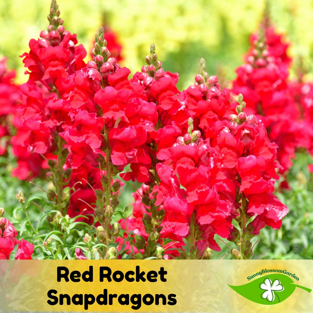15+ Seeds| Red Rocket Snapdragons Seeds - Cold Resistant -attracts ...
