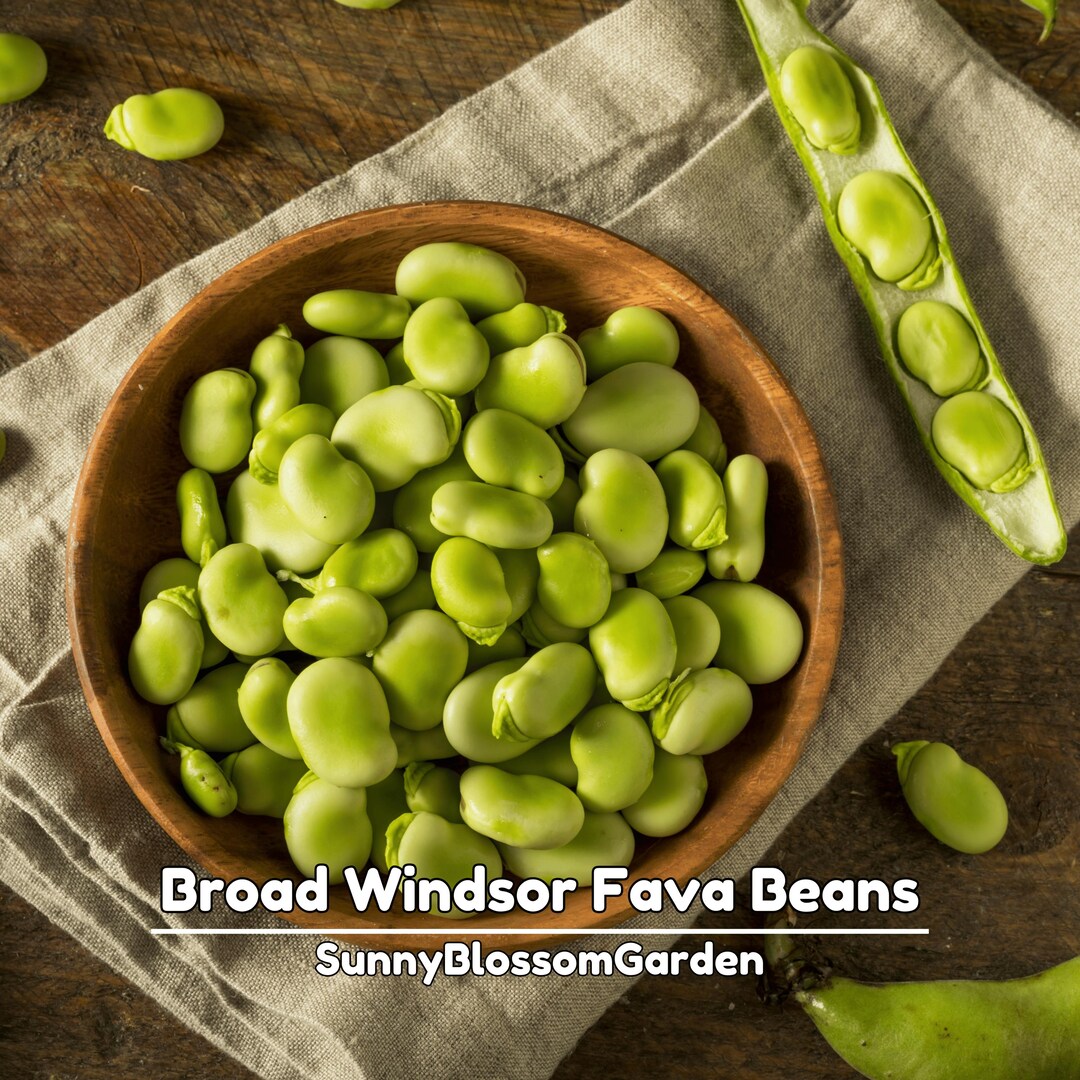 Broad Windsor Fava Bean Seeds - Heirloom Fava Bean Cover Crop ...