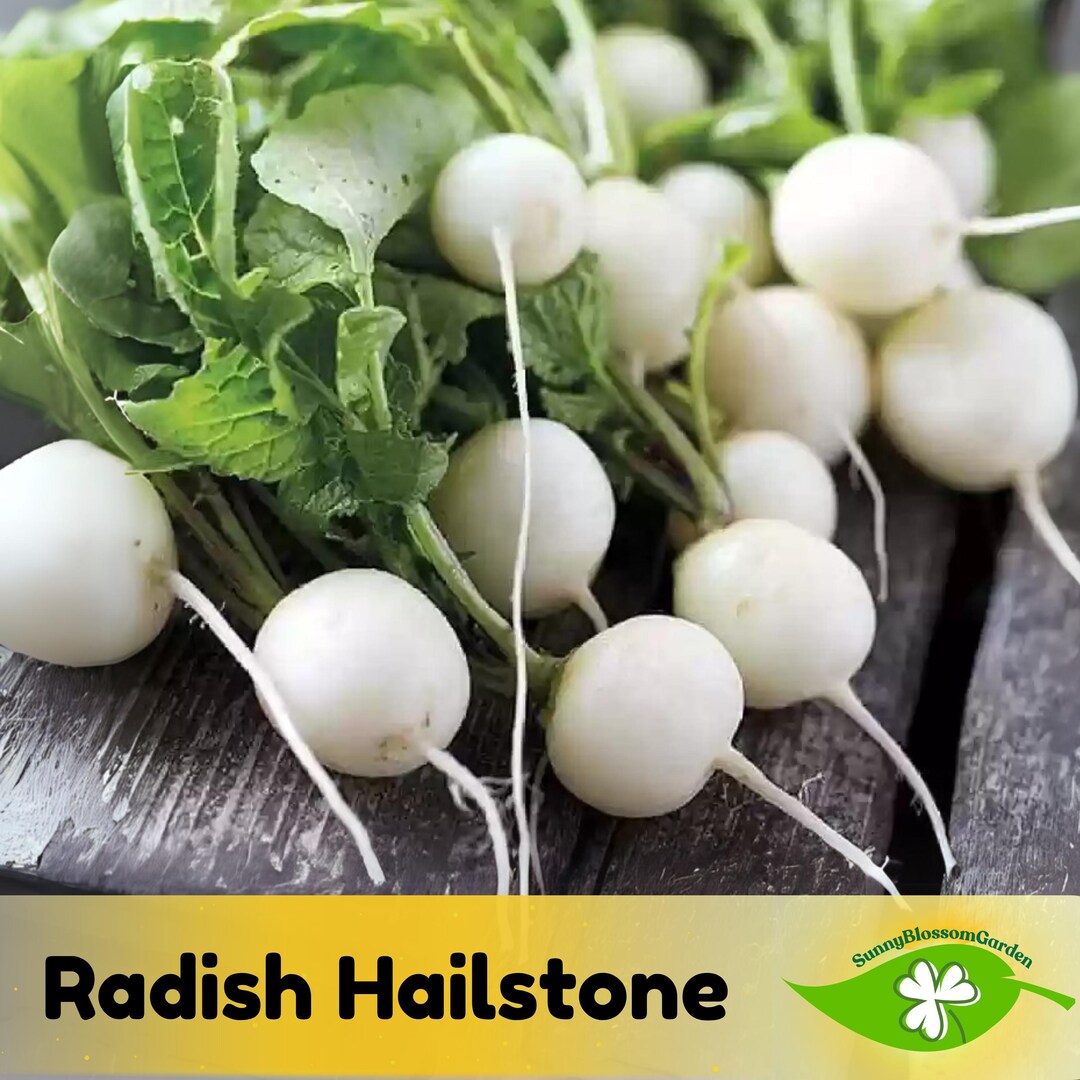 20 Seeds| Radish Hailstone Seeds - Vegetable Seeds - Hailstone Radish - Raphanus - Plant in ...