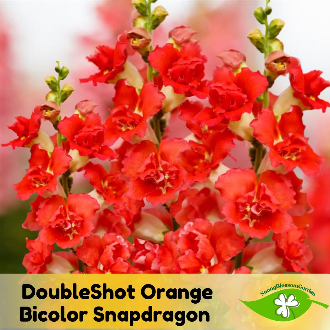 15+ Seeds| Doubleshot Orange Bicolor Snapdragon Seeds - Attracts ...