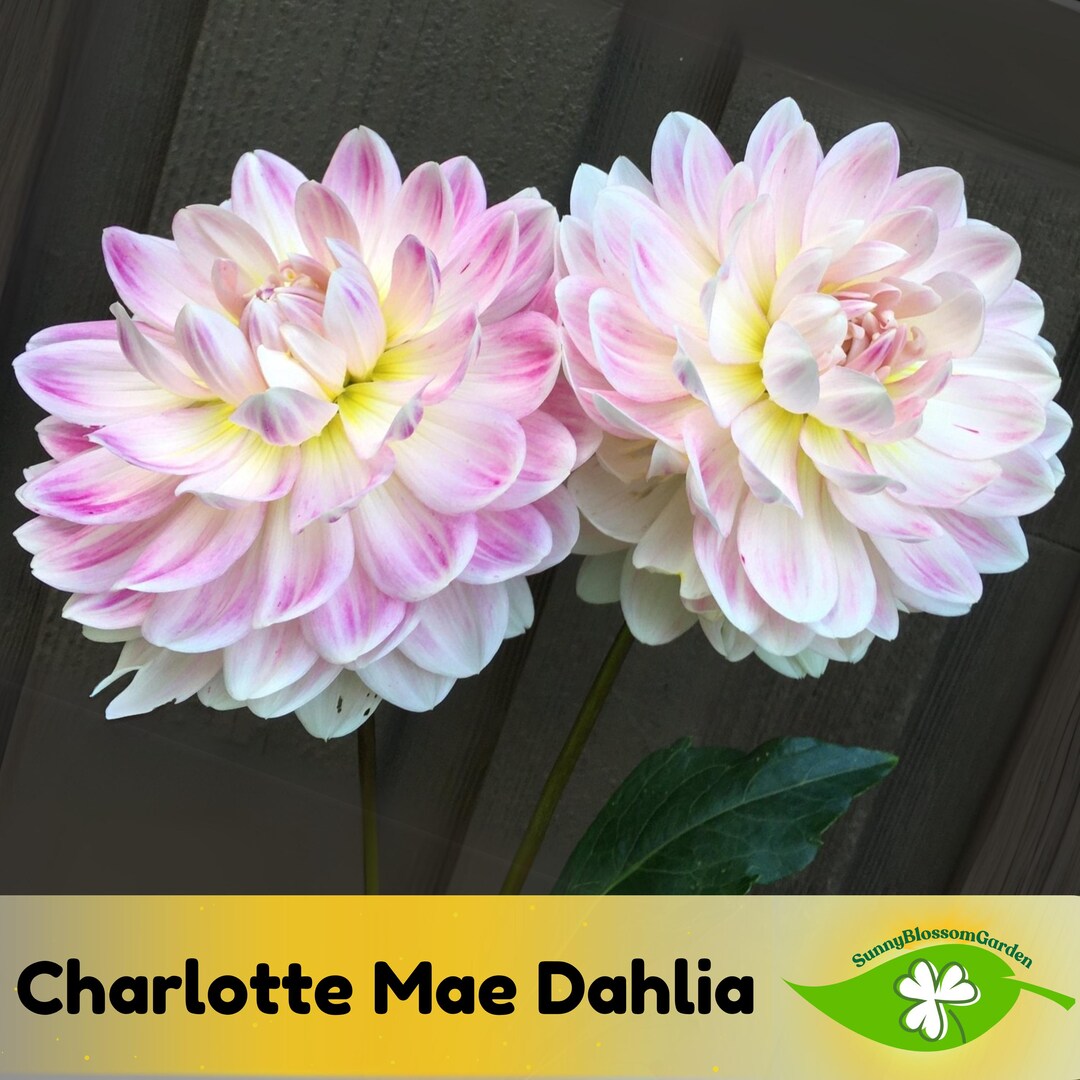 Charlotte Mae Dahlia Seeds: Rainbow Color Mix, Non-gmo (20+ Seeds) - Etsy
