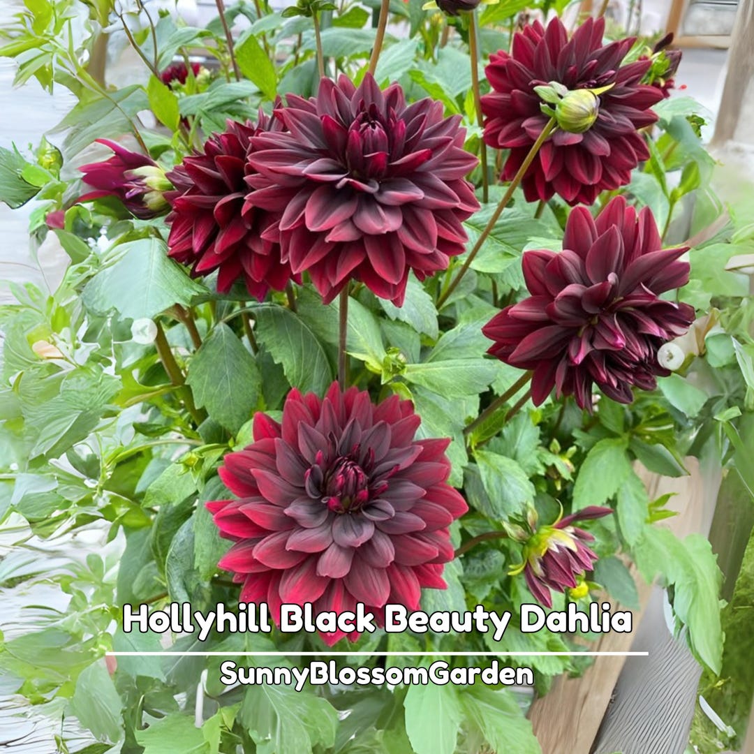 Hollyhill Black Beauty Dahlia Seeds - Open-pollinated, Easy Grow (20 ...