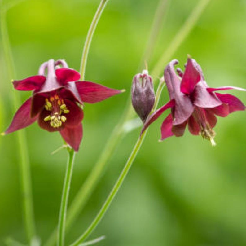 15+ Seeds| Dark Columbine Seeds - Cold Resistant - Deciduous - Attracts ...
