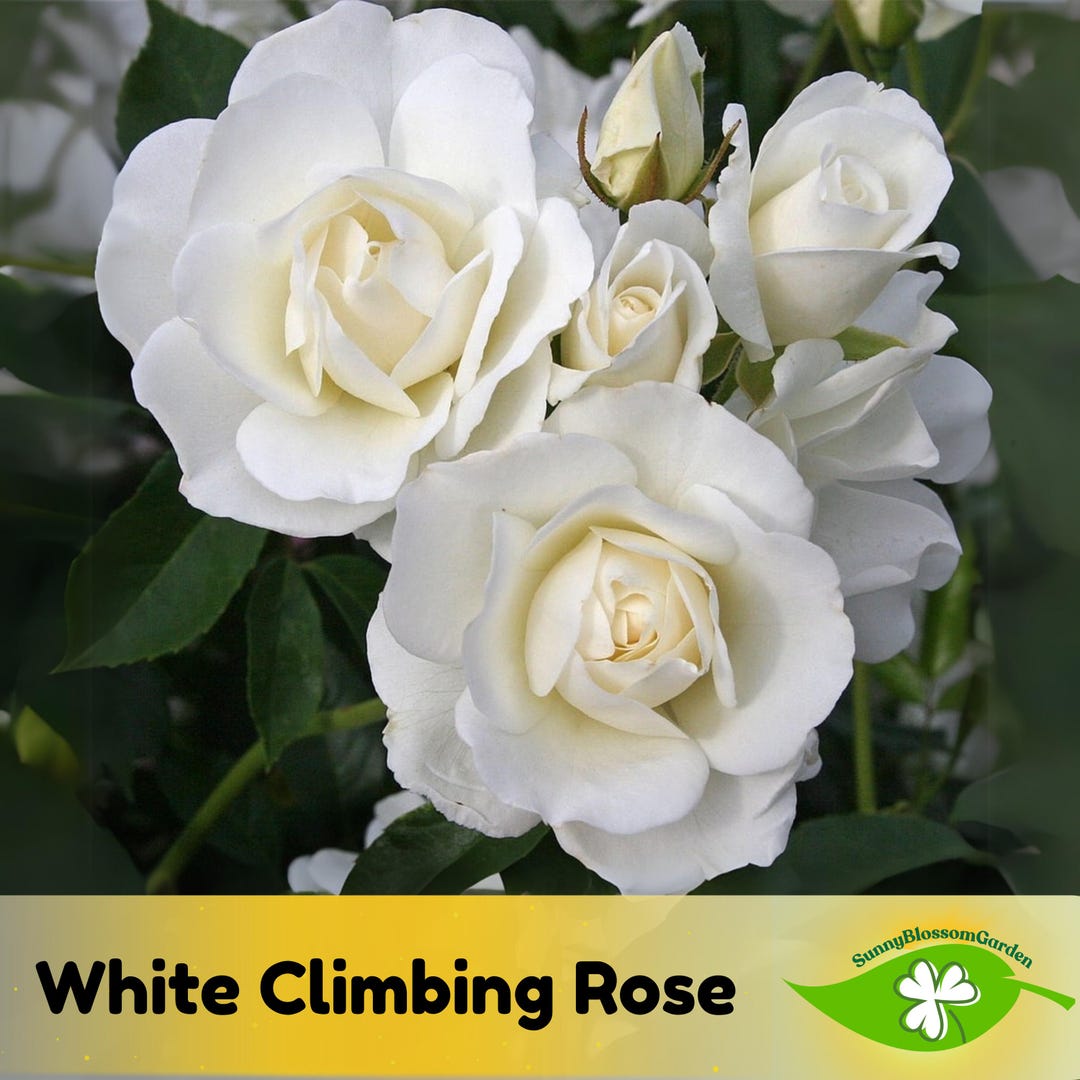 15+ Seeds| White Climbing Rose Seeds - Rosa - Perennial - Flowering ...