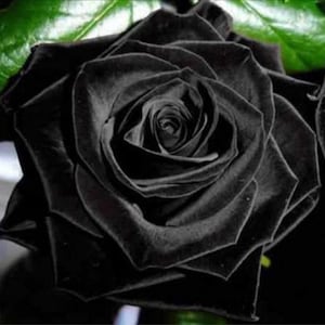15+ Seeds| Black Halfeti Perennial Flowers Rose Seeds - Rosa ...