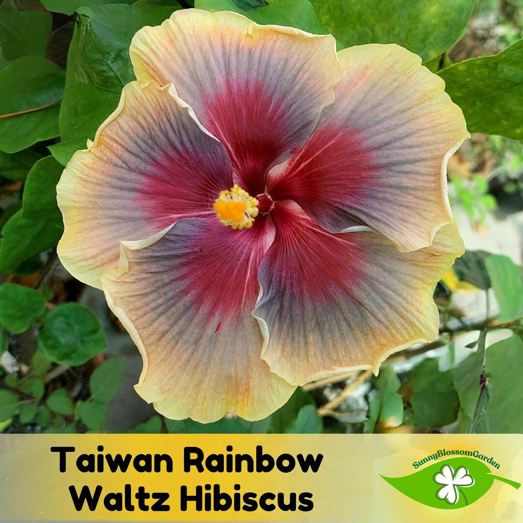 15+ Seeds| Hibiscus ‘taiwan Rainbow Waltz’ Seeds - Bush & Shrub Seeds ...