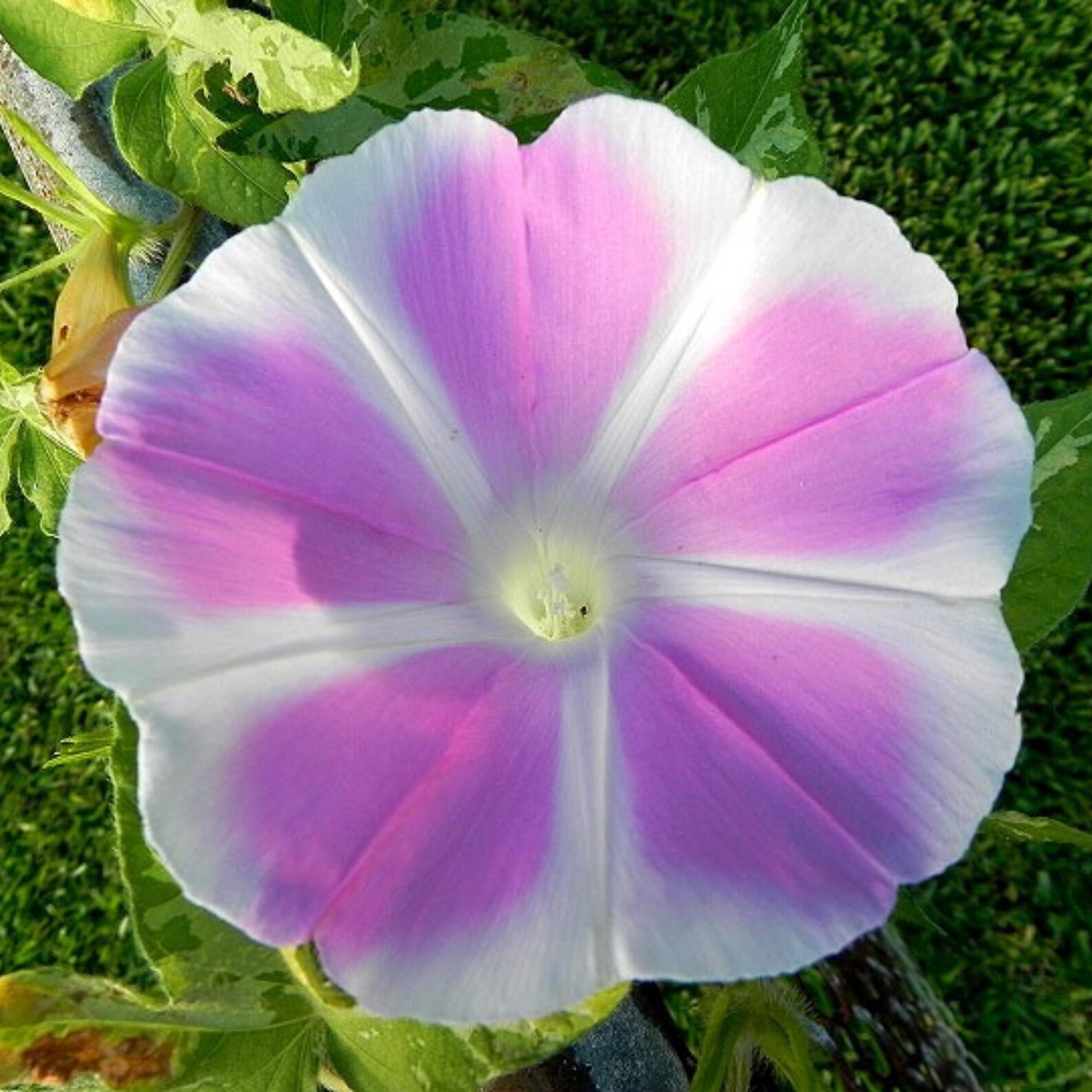 15+ Seeds| Light Pink Fuji No Momo Morning Glory Seeds- Vine Seeds ...