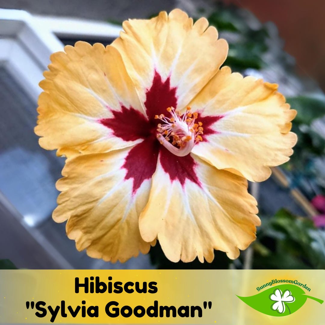 15+ Seeds| Hibiscus "sylvia Goodman" Seeds - Bush & Shrub Seeds - Fast ...