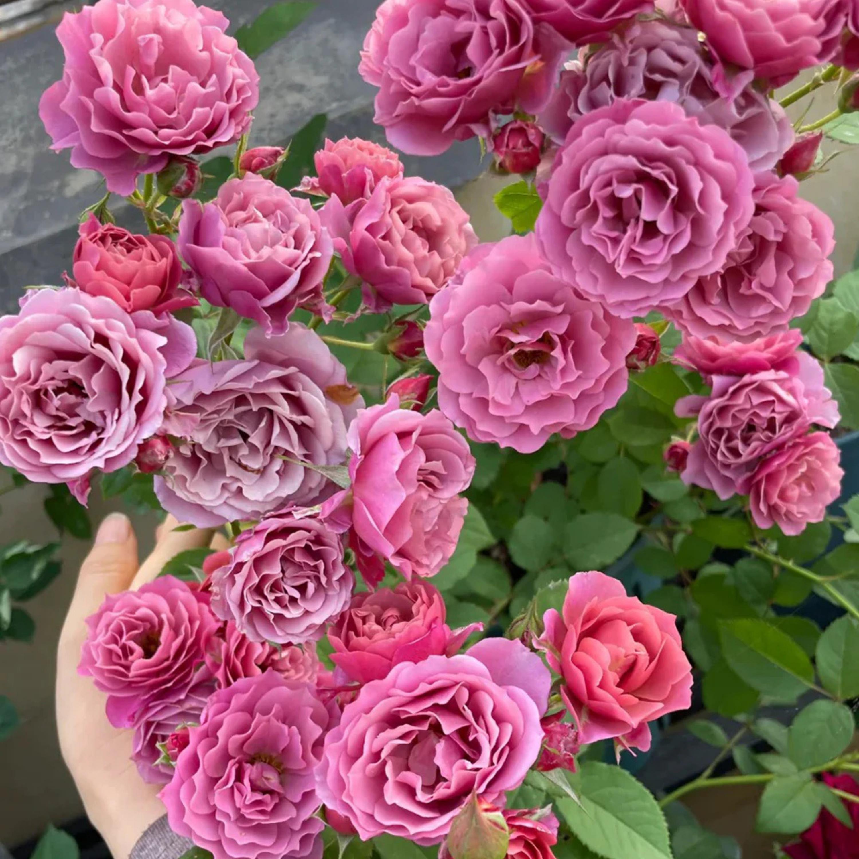 15+ Seeds| 葵 あおいふうが - Aoi Rose Seeds - Flowering - Rose Garden ...