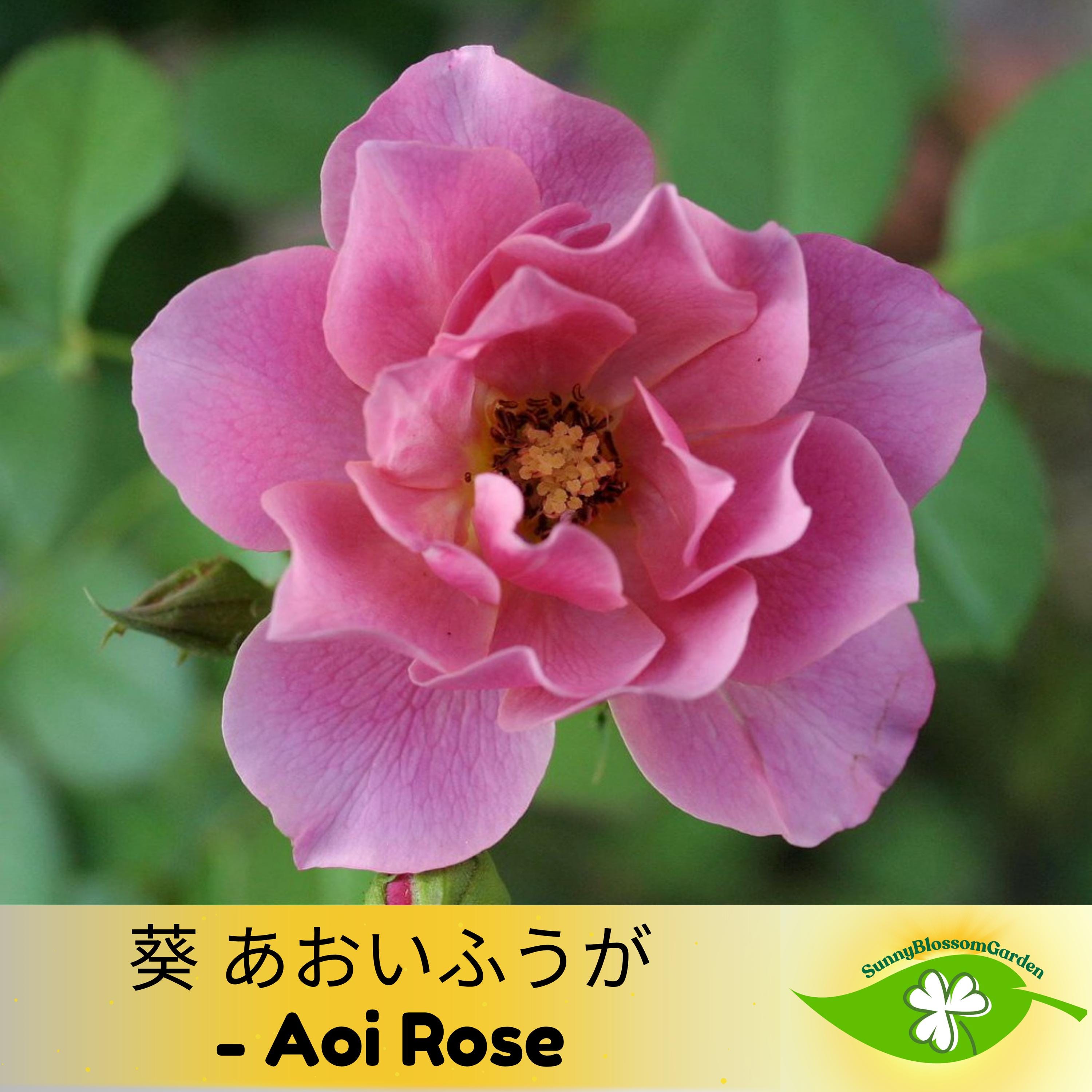 15+ Seeds| 葵 あおいふうが - Aoi Rose Seeds - Flowering - Rose Garden ...