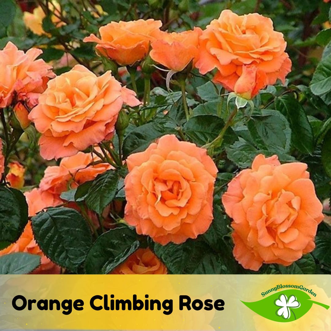15+ Seeds| Orange Climbing Rose Seeds - Rosa - Perennial - Flowering ...