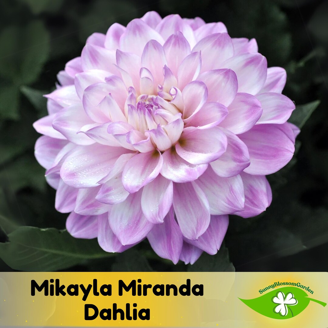 Mikayla Miranda Dahlia Seeds: Open-pollinated Heirloom Flower (20 ...