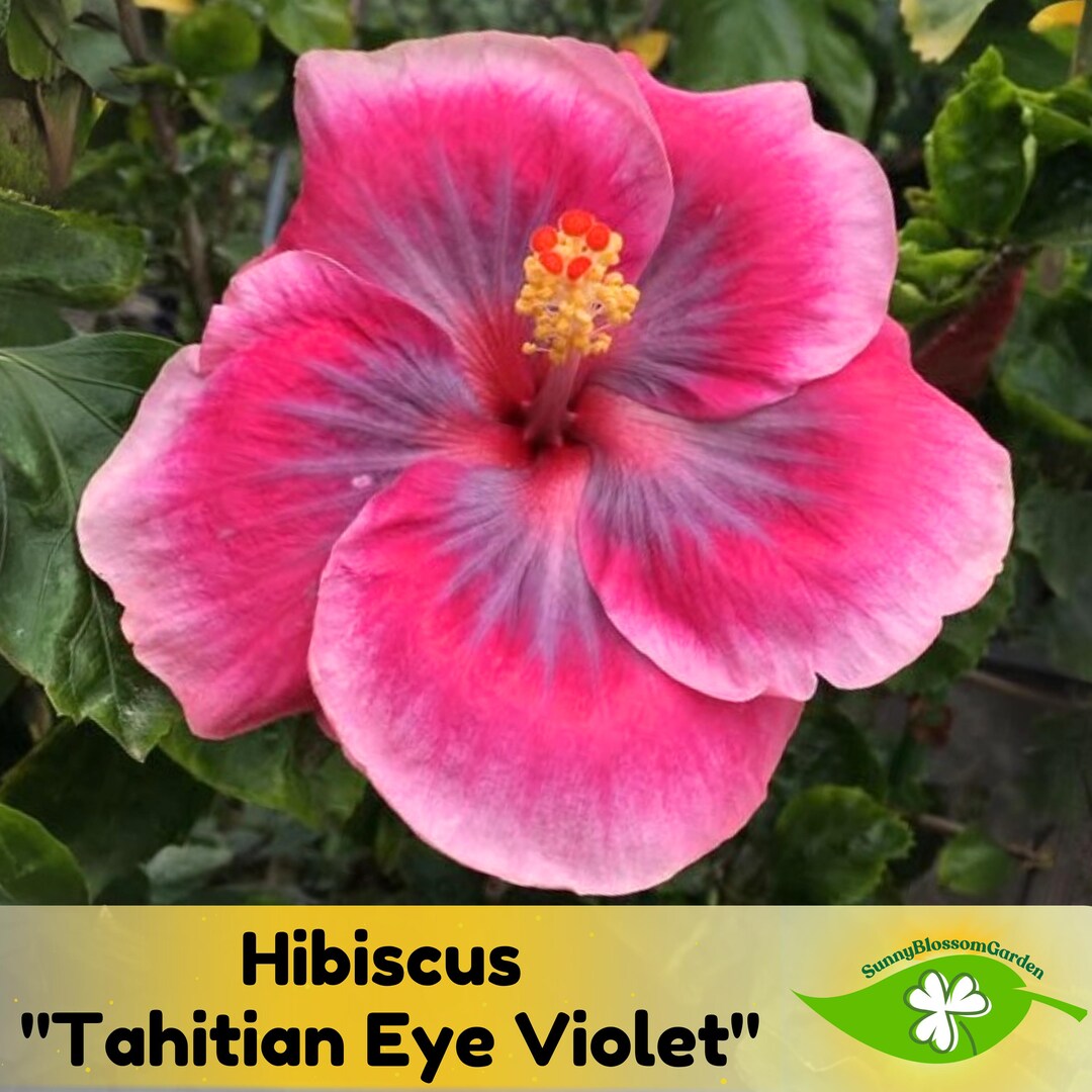 15+ Seeds| Hibiscus "tahitian Eye Violet" Seeds - Bush & Shrub Seeds ...