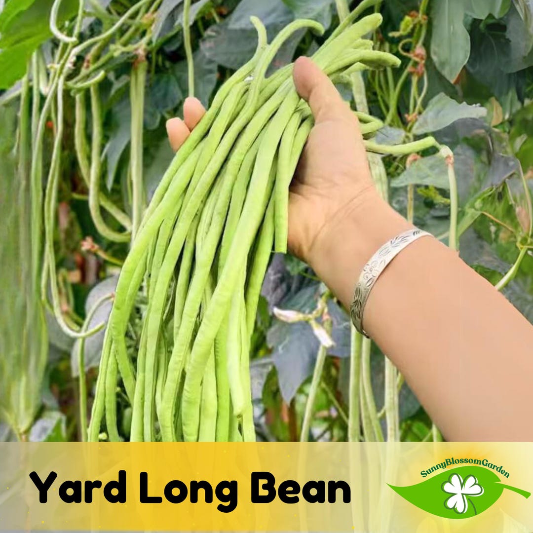 10 Seeds| Yard Long Bean Seeds - Vine Seeds - Asparagus Bean - Snake Bean - Chinese Long Bean ...
