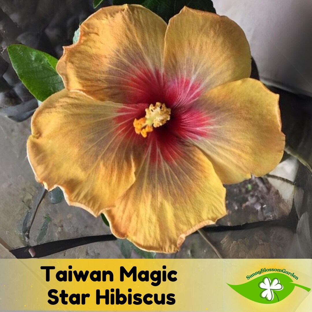 15+ Seeds| Hibiscus 'taiwan Magic Star' Seeds - Bush & Shrub Seeds ...