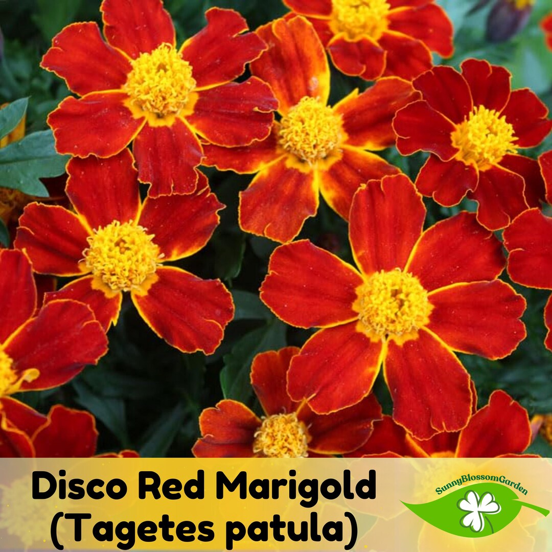 15+ Seeds| Disco Red Marigold (tagetes Patula) Seeds - Open-pollinating ...