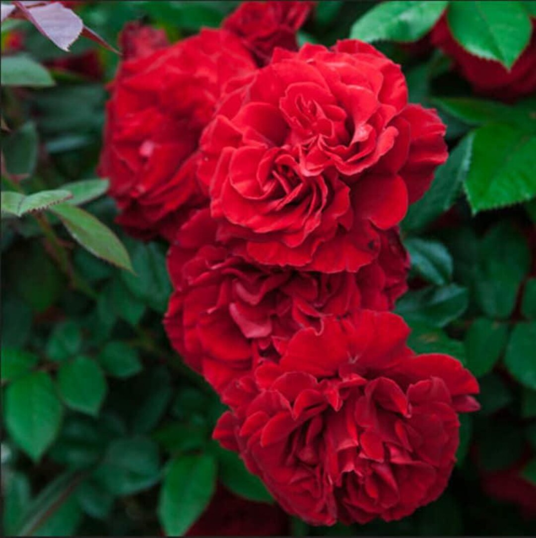 Red Rose Seeds: Fragrant Garden Blooms - Etsy