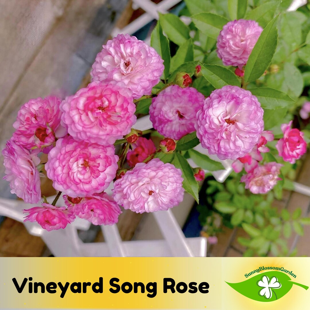 15+ Seeds| Vineyard Song Rose Seeds - Rosa - Perennial - Flowering ...