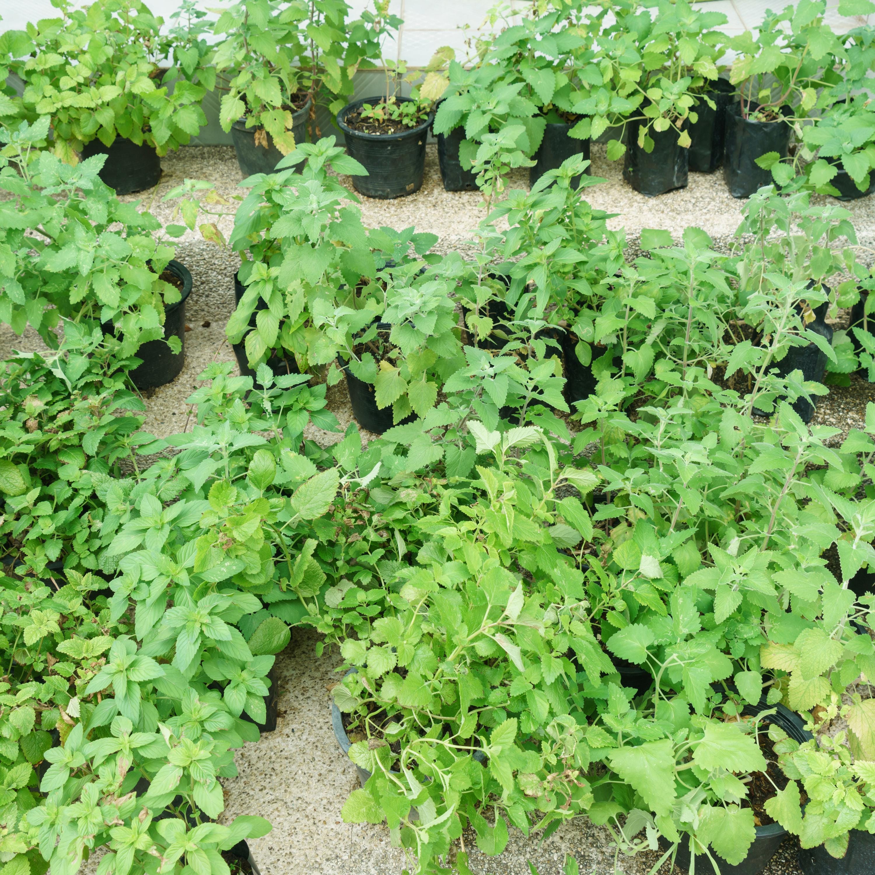 Catnip Seeds: Heirloom Nepeta Cataria, Herb Garden Starter - Etsy