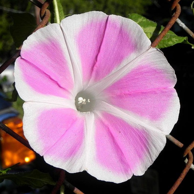 15+ Seeds| Light Pink Fuji No Momo Morning Glory Seeds- Vine Seeds ...