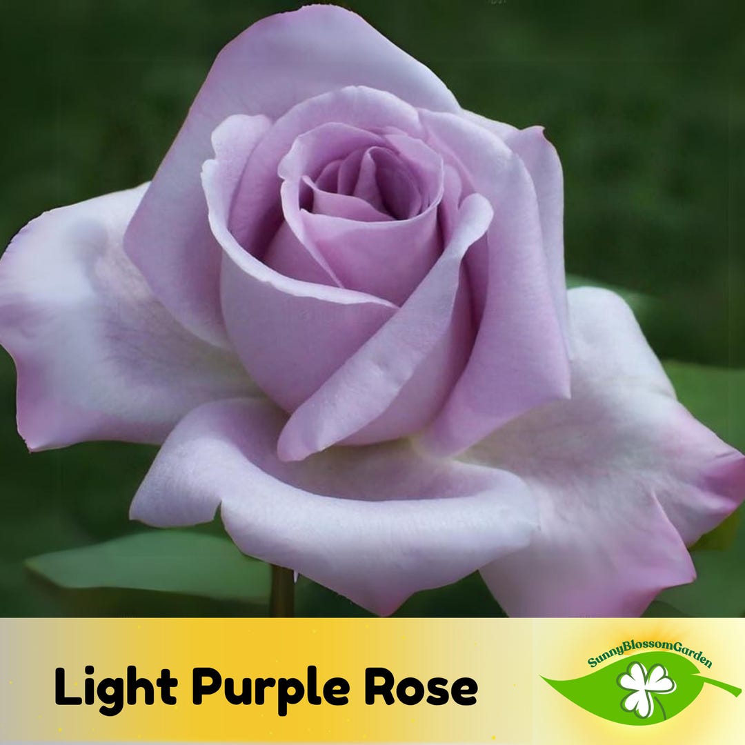 15+ Seeds| Light Purple Rose Seeds - Flower Seeds - Rose Garden ...