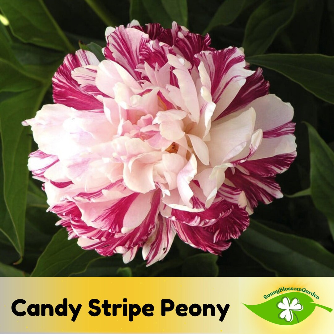 5+ Seeds| Candy Stripe Peony Seeds - Peony Flower – Paeonia – Perennial ...
