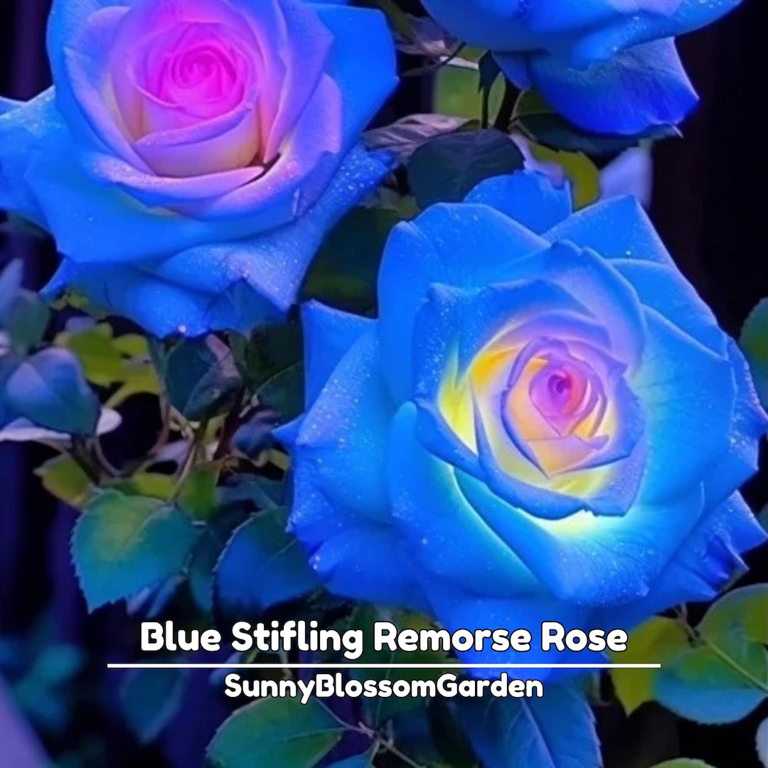 Blue Rose Seeds: Rare Exotic Perennial Flowers (15+ Seeds) - Etsy
