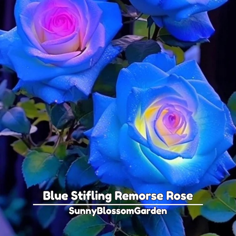 Blue Rose Seeds: Rare Exotic Perennial Flowers (15+ Seeds) - Etsy
