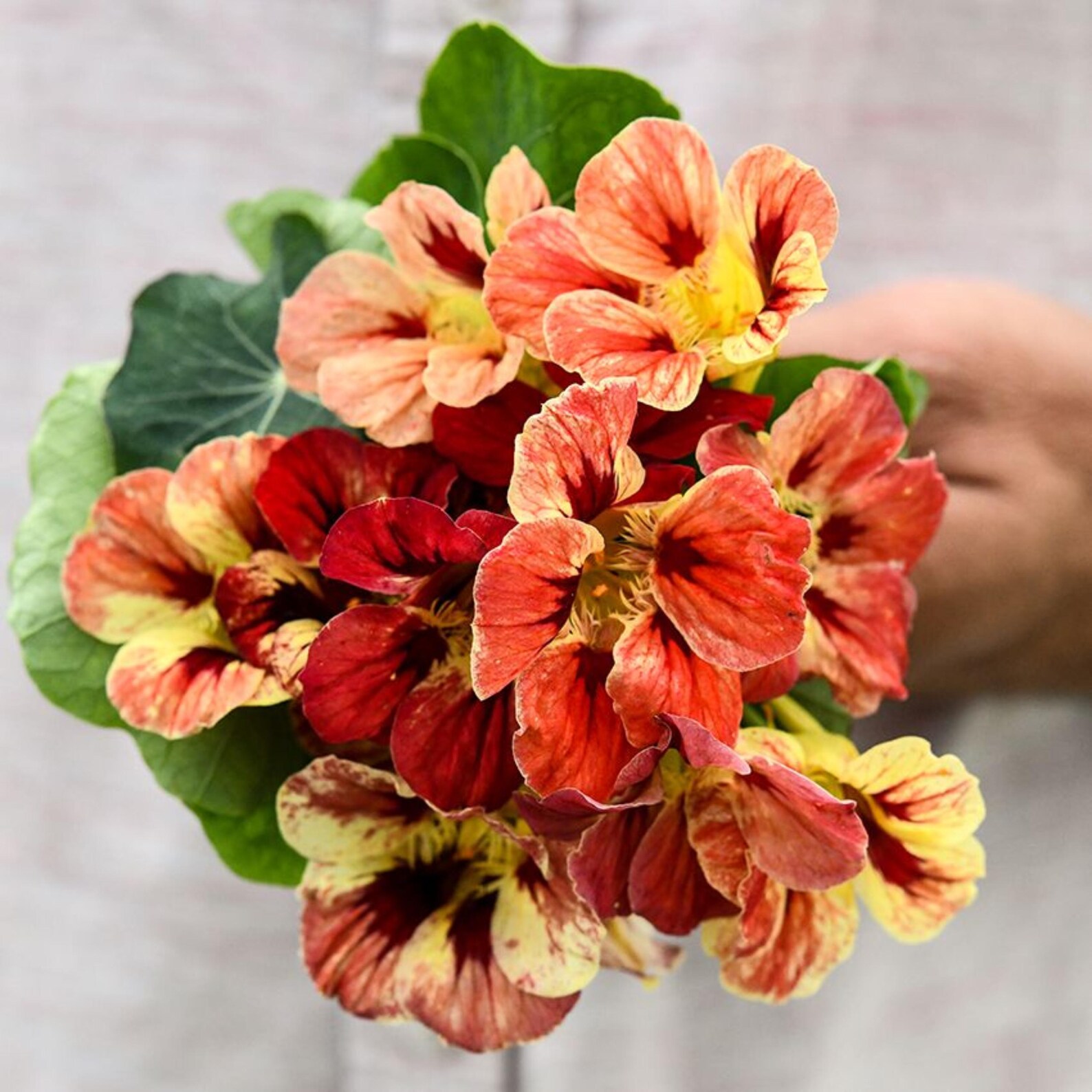 5+ Seeds| Bloody Mary Nasturtium Seeds - Fast Growing - Open ...