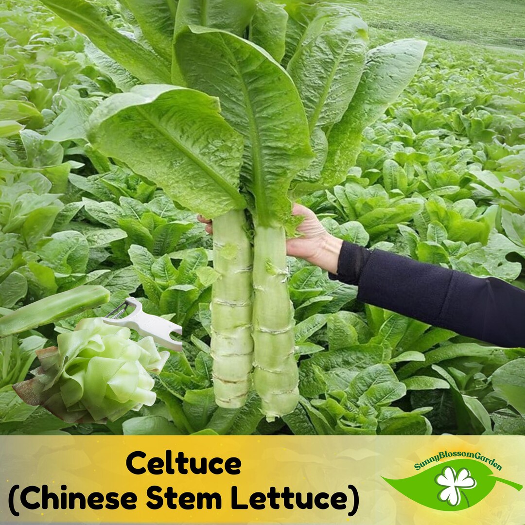 13 Seeds| Celtuce (chinese Stem Lettuce) Seeds - Vegetable Seeds ...