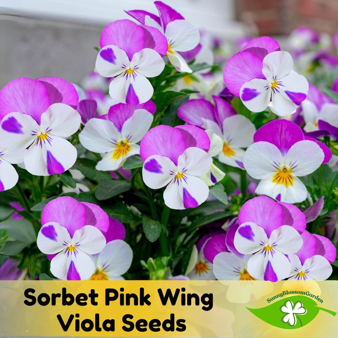 15+ Seeds| Sorbet Pink Wing Viola Seeds - Open-pollinating - Self ...