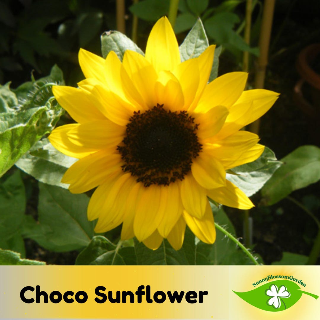 13+ Seeds| Choco Sunflowers Seeds - Helianthus - Annual- Edible ...