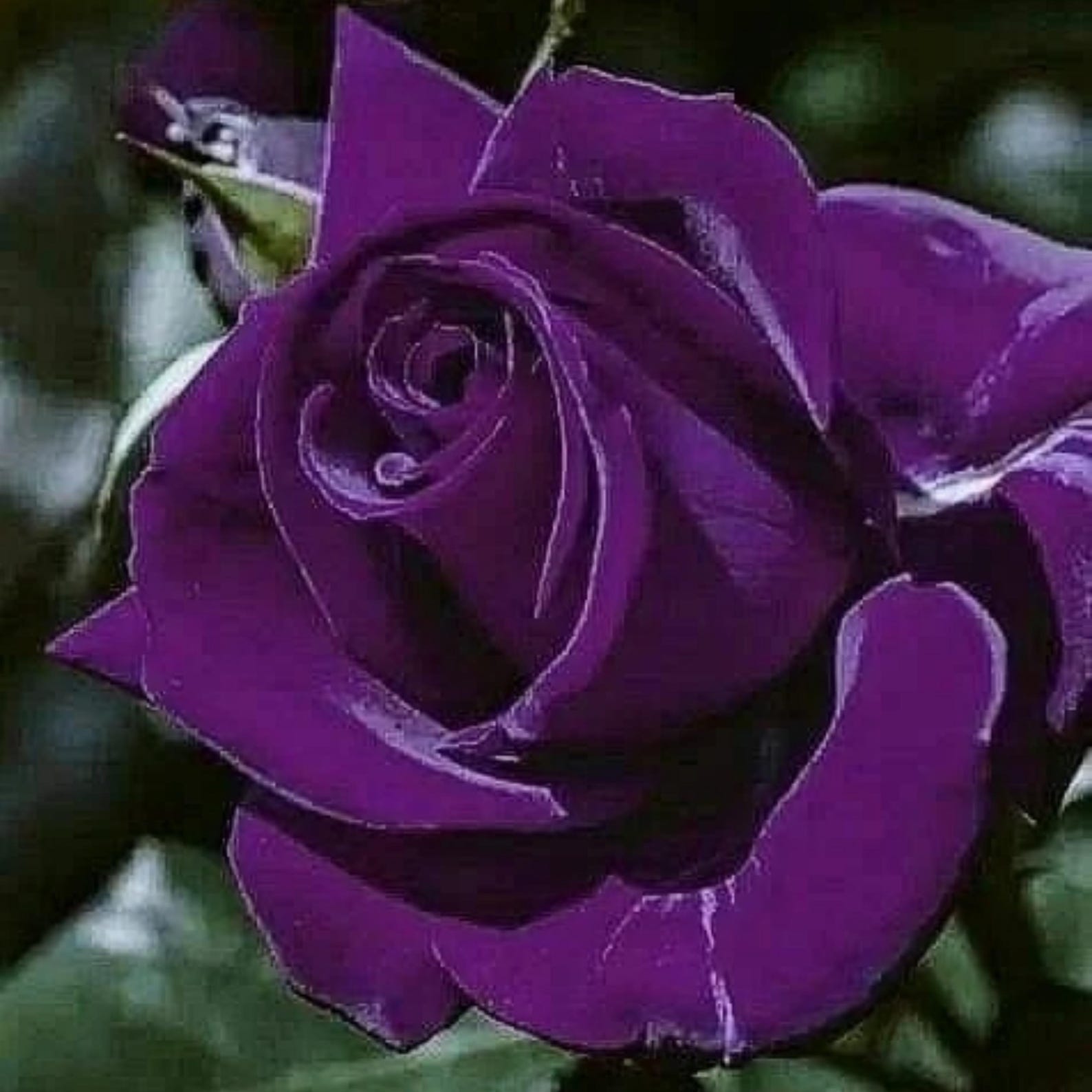 15+ Seeds| Dark Purple Rose Seeds - Flower Seeds - Rose Garden ...