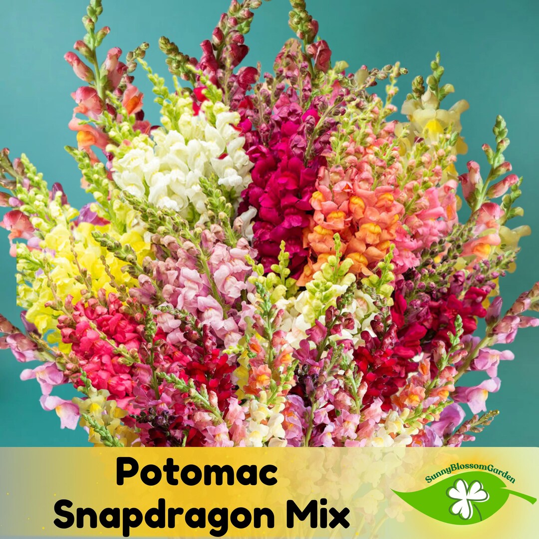 15+ Seeds| Potomac Snapdragon Mix Seeds - Potted - Cold Resistant ...