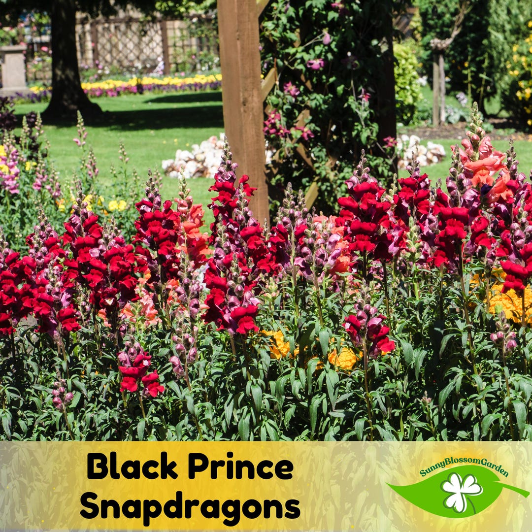 15+ Seeds| Black Prince Snapdragons Seeds - Cold Resistant -attracts ...