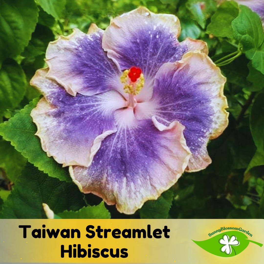 15+ Seeds| Taiwan Streamlet Hibiscus Seeds - Bush & Shrub Seeds - Fast ...