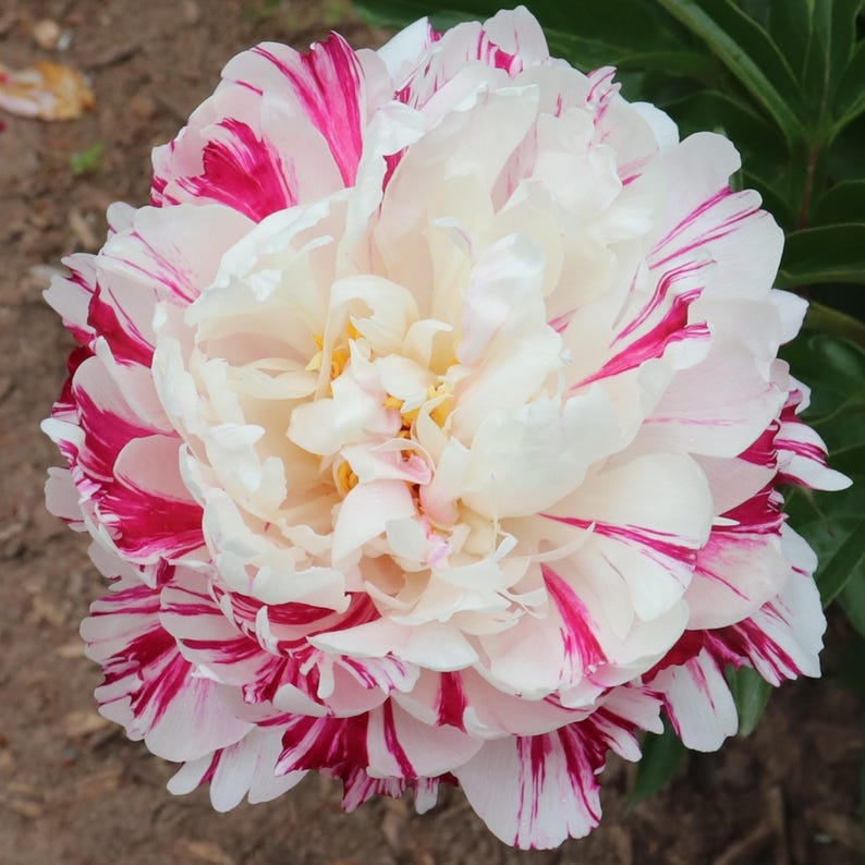 5+ Seeds| Candy Stripe Peony Seeds - Peony Flower – Paeonia – Perennial ...