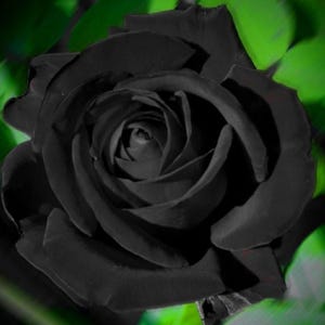 15+ Seeds| Black Halfeti Perennial Flowers Rose Seeds - Rosa ...