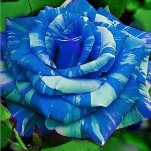 15+ Seeds| Blue Dragon Rose Seeds - Flower Seeds - Rose Garden ...