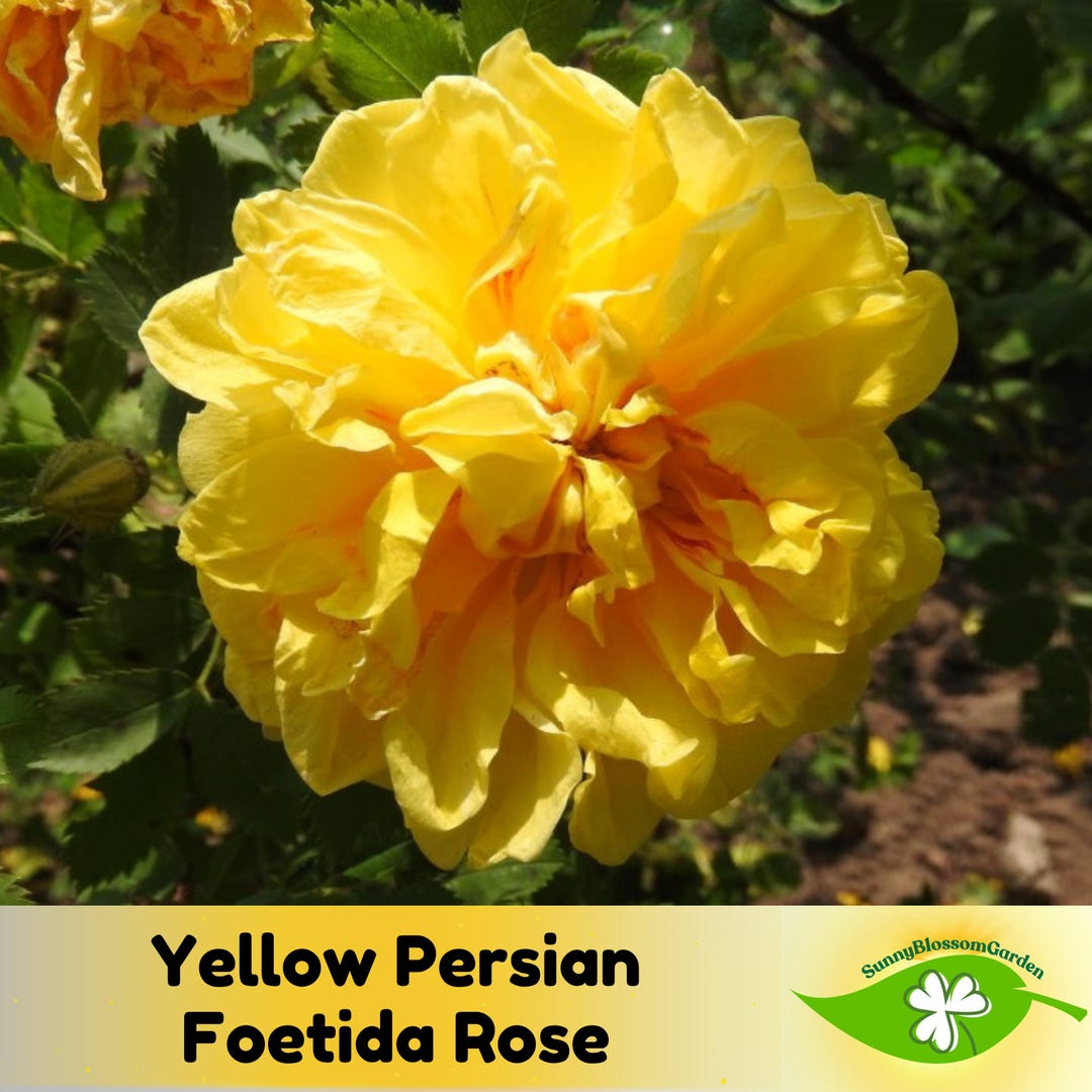 15+ Seeds| Yellow Persian Foetida Rose Seeds - Perennial - Rosa ...