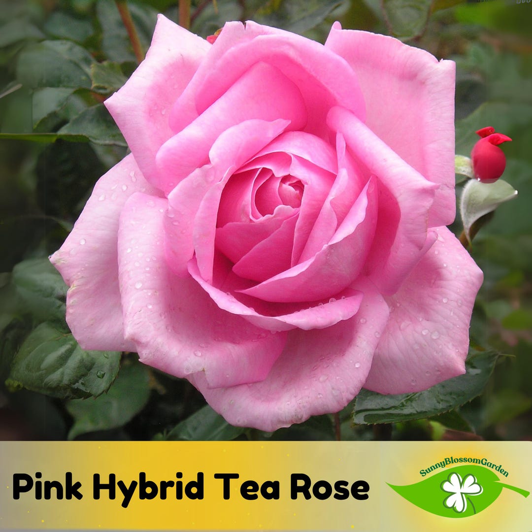 15+ Seeds| Pink Hybrid Tea Rose Seeds - Rosa - Perennial - Flowering ...