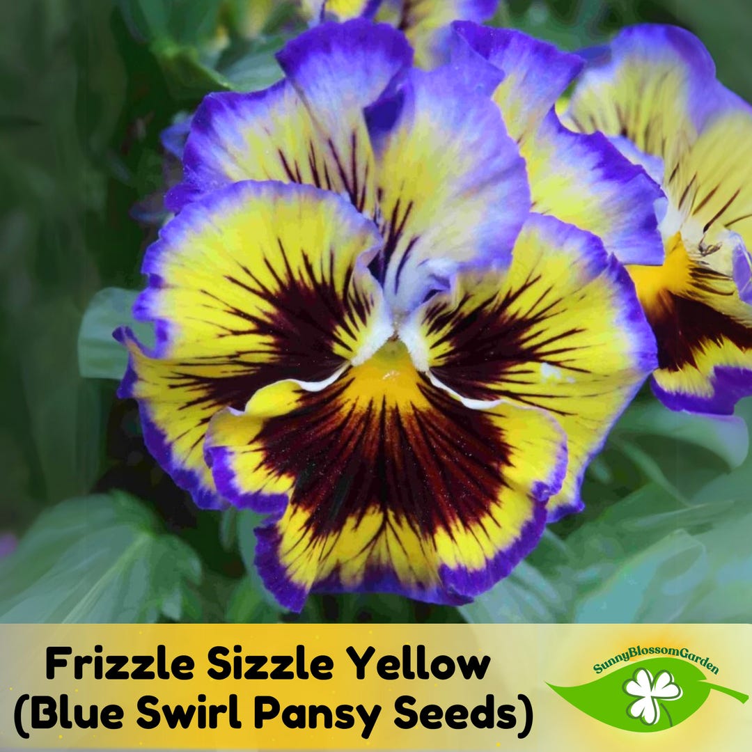 15+ Seeds| Frizzle Sizzle Yellow (blue Swirl Pansy) Seeds - Self ...