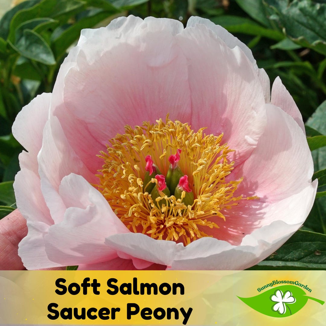 5+ Seeds| Soft Salmon Saucer Peony Seeds - Peony Flower – Paeonia ...