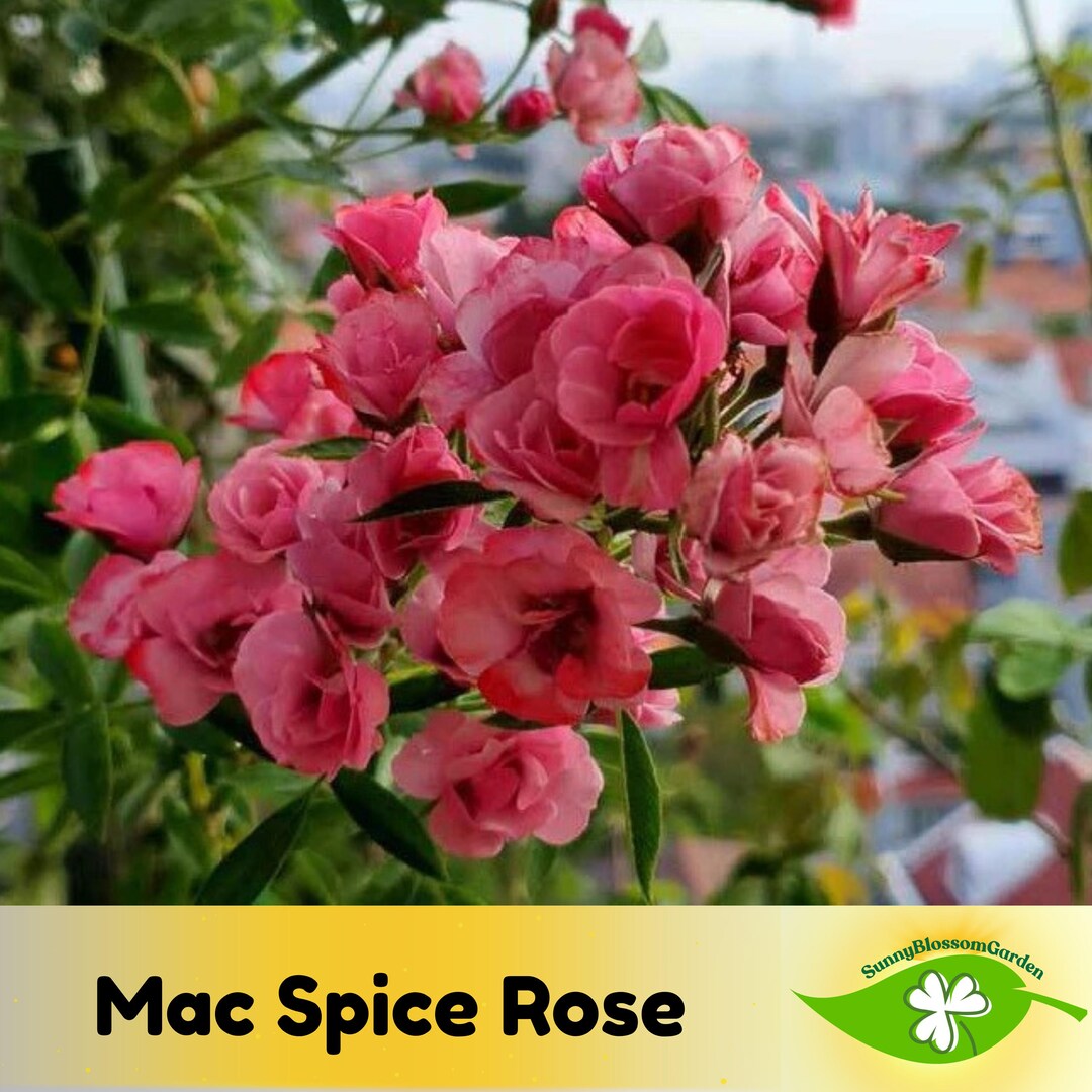 15+ Seeds| Mac Spice Rose Seeds - Flower Seeds - Rose Garden ...