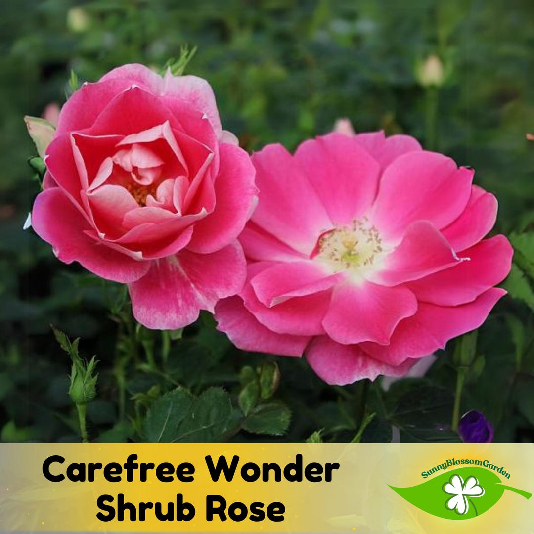 Pink Carefree Wonder Rose Seeds: Perennial Shrub, Cold Resistant (15 ...